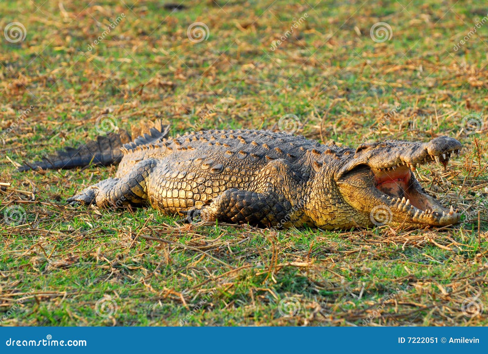 Crocodilo africano 4 imagem de stock. Imagem de africano - 7222051