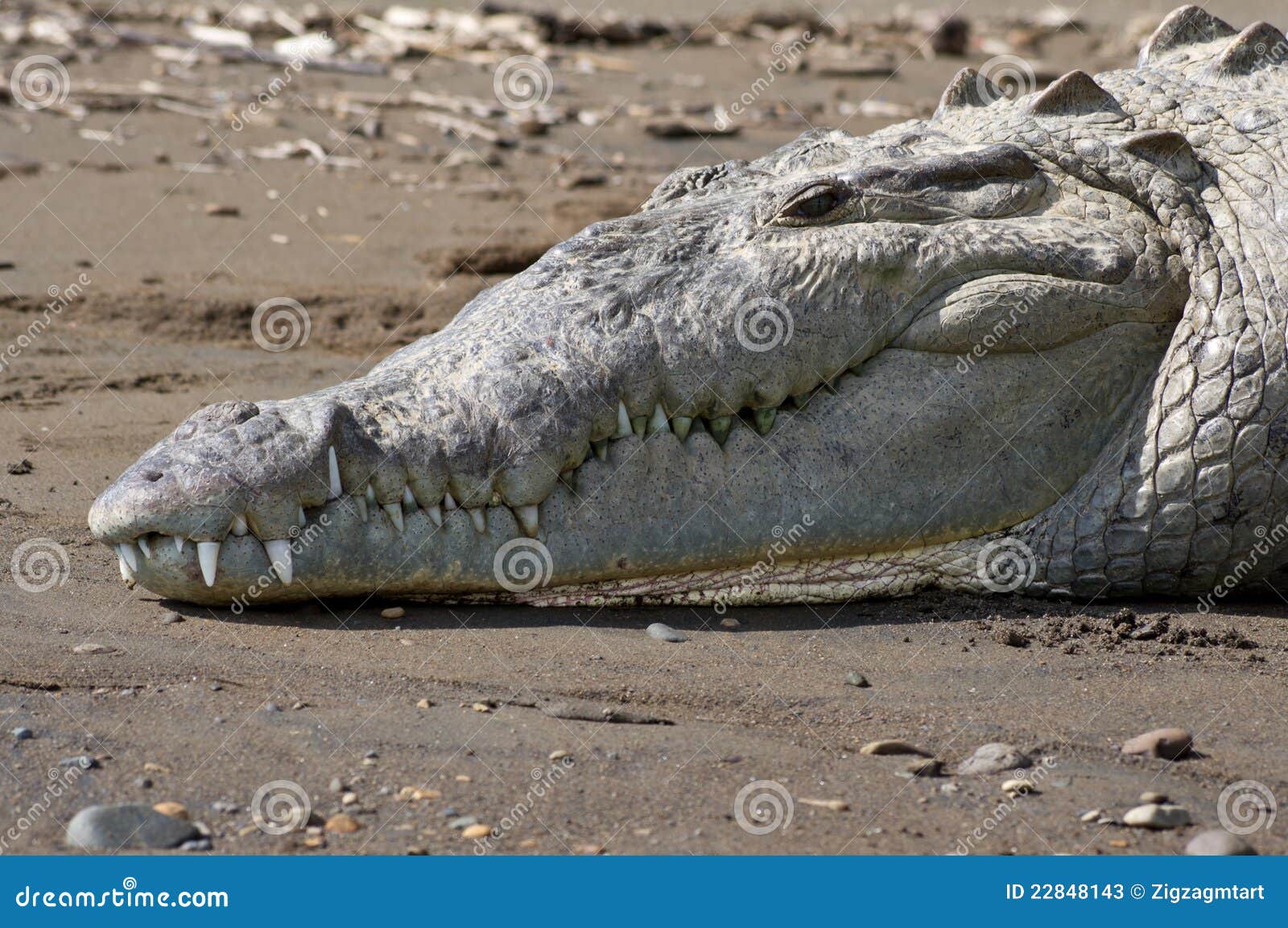 Crocodilo Americano Na Praia Imagem de Stock - Imagem de crocodilo ...