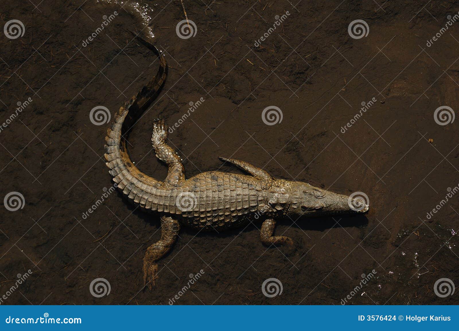 Crocodilo (Crocodilia) foto de stock. Imagem de jogo, naturalizado ...