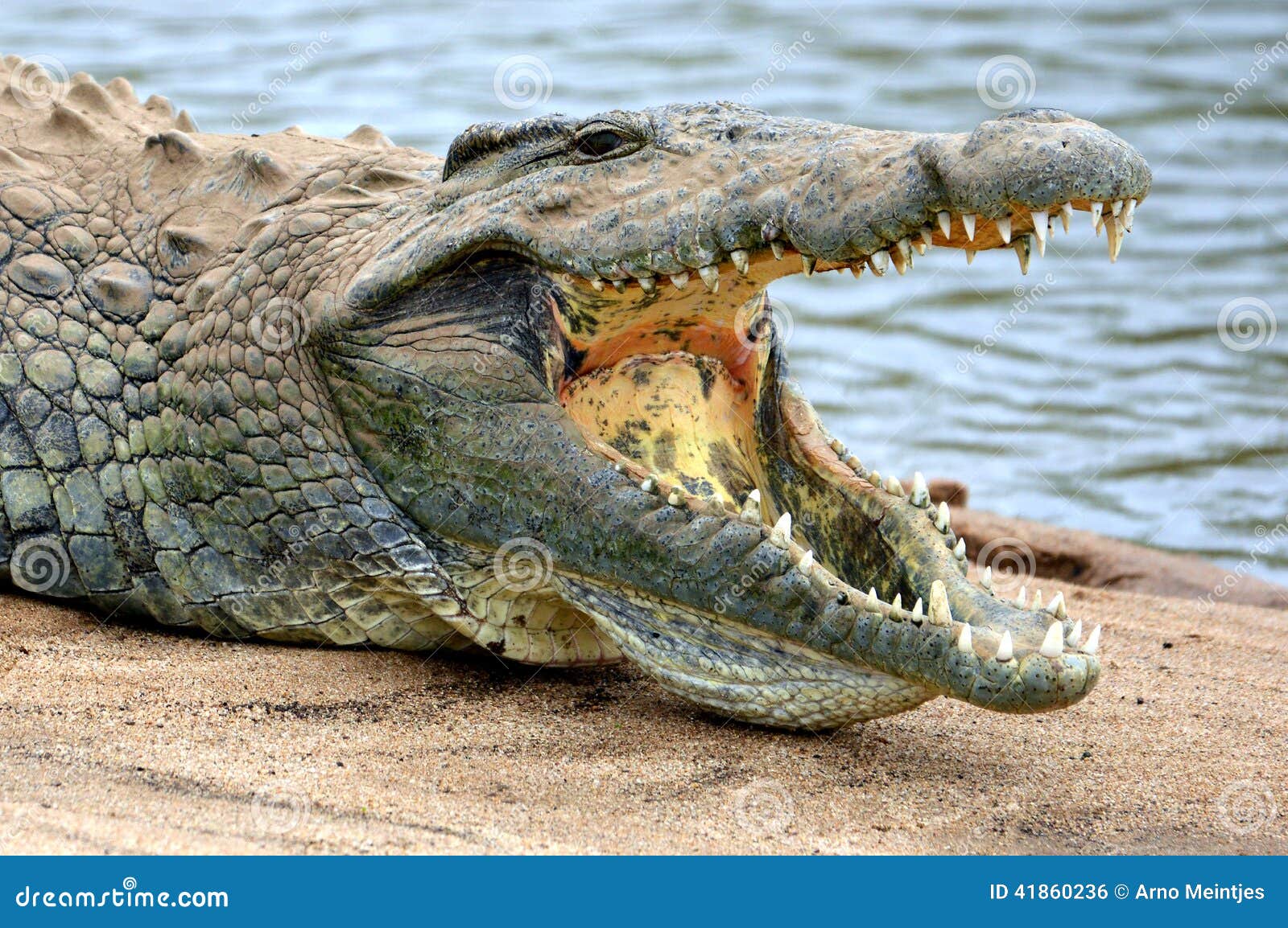 Crocodilo De Nile (niloticus Do Crocodylus) Foto de Stock - Imagem de ...
