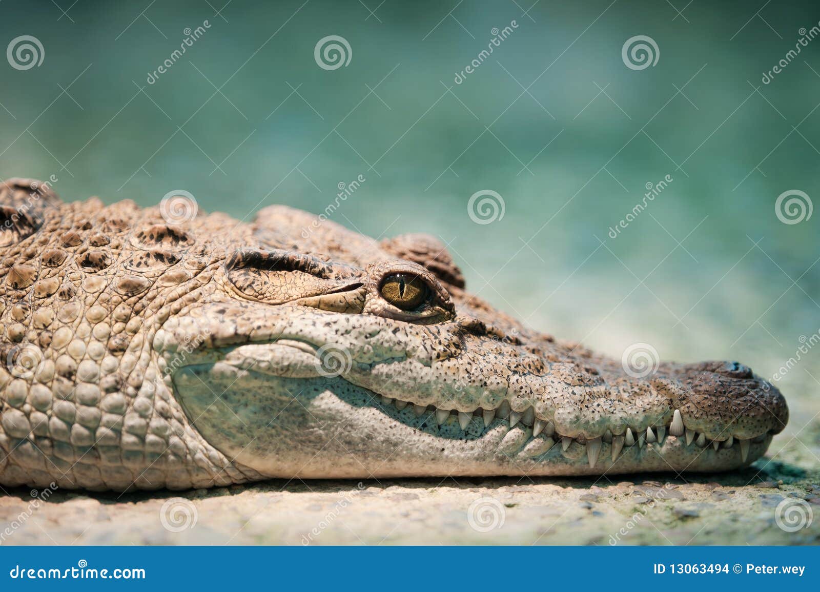 Crocodilo filipino foto de stock. Imagem de wildlife - 13063494