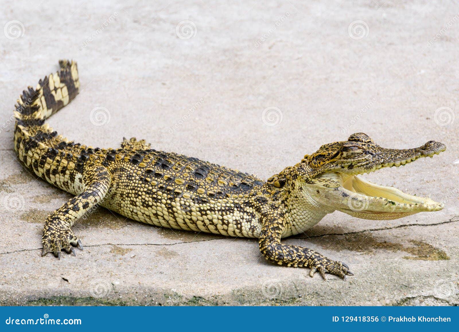 Crocodilo Na Natureza, Animais Perigosos Foto de Stock - Imagem de pele ...