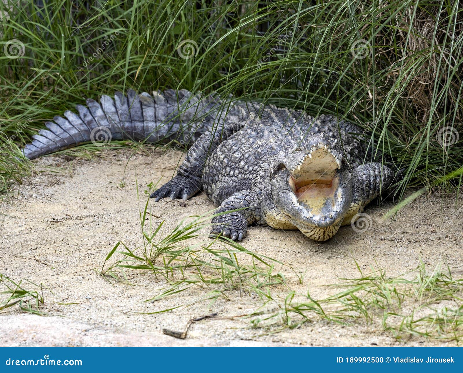 Crocodilo Nilo Crocodilo Niloticus é O Maior Crocodilo Africano a Se Assar Com a Boca Aberta ...