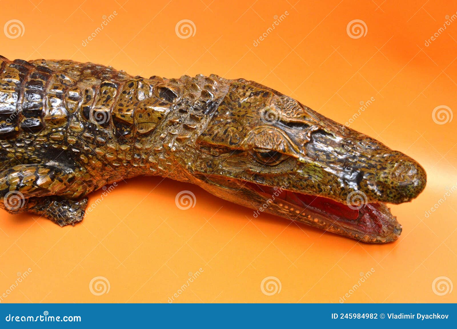 Crocodilo recheado foto de stock. Imagem de lagarto - 245984982