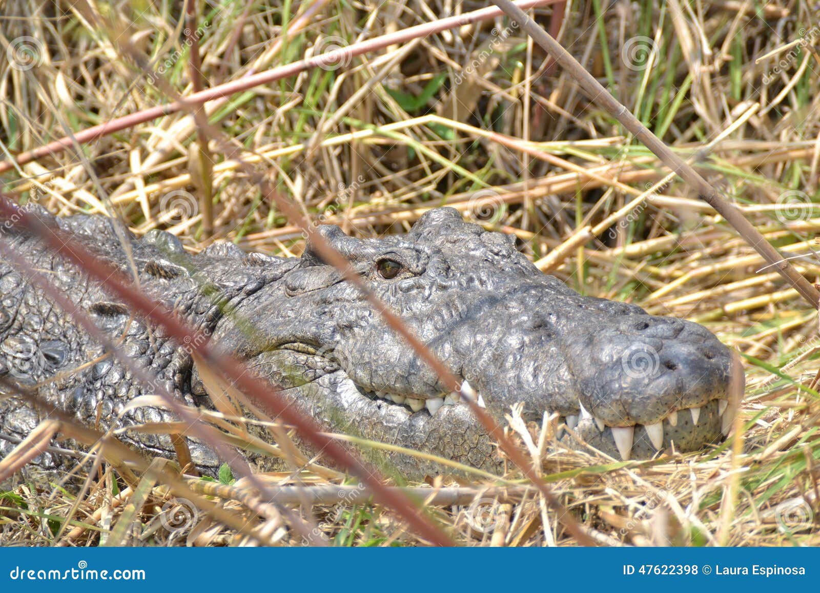 CrocodrileÂ´s head stock photo. Image of sharp, head - 47622398
