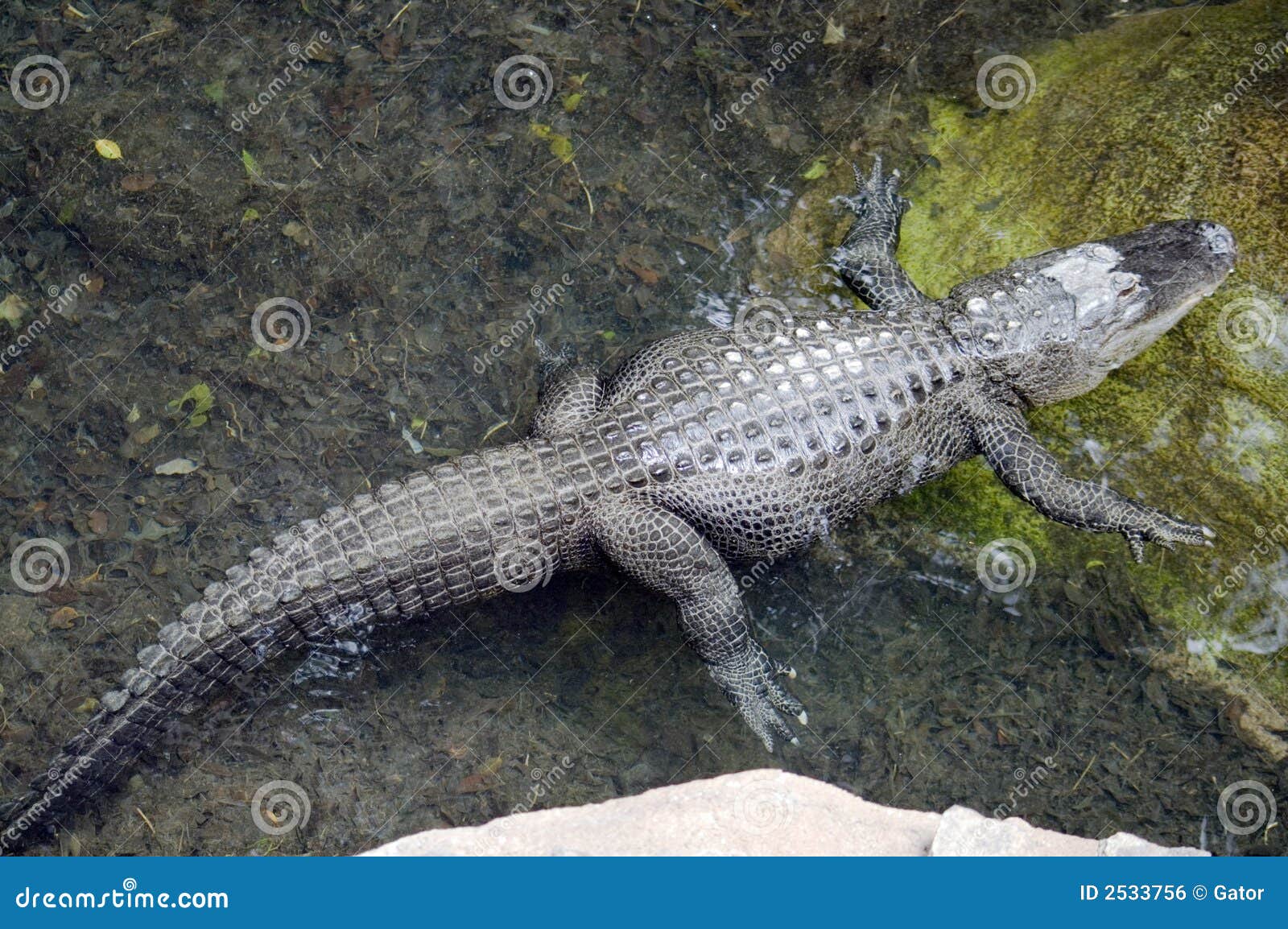 Crocodylus niloticus stock photo. Image of animal, summer - 2533756