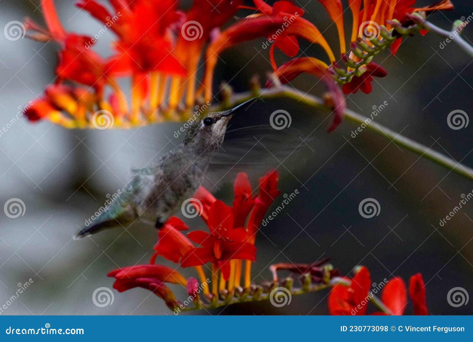 Anna`s Hummingbird Flies in Crocosmia 01 Stock Photo - Image of ...