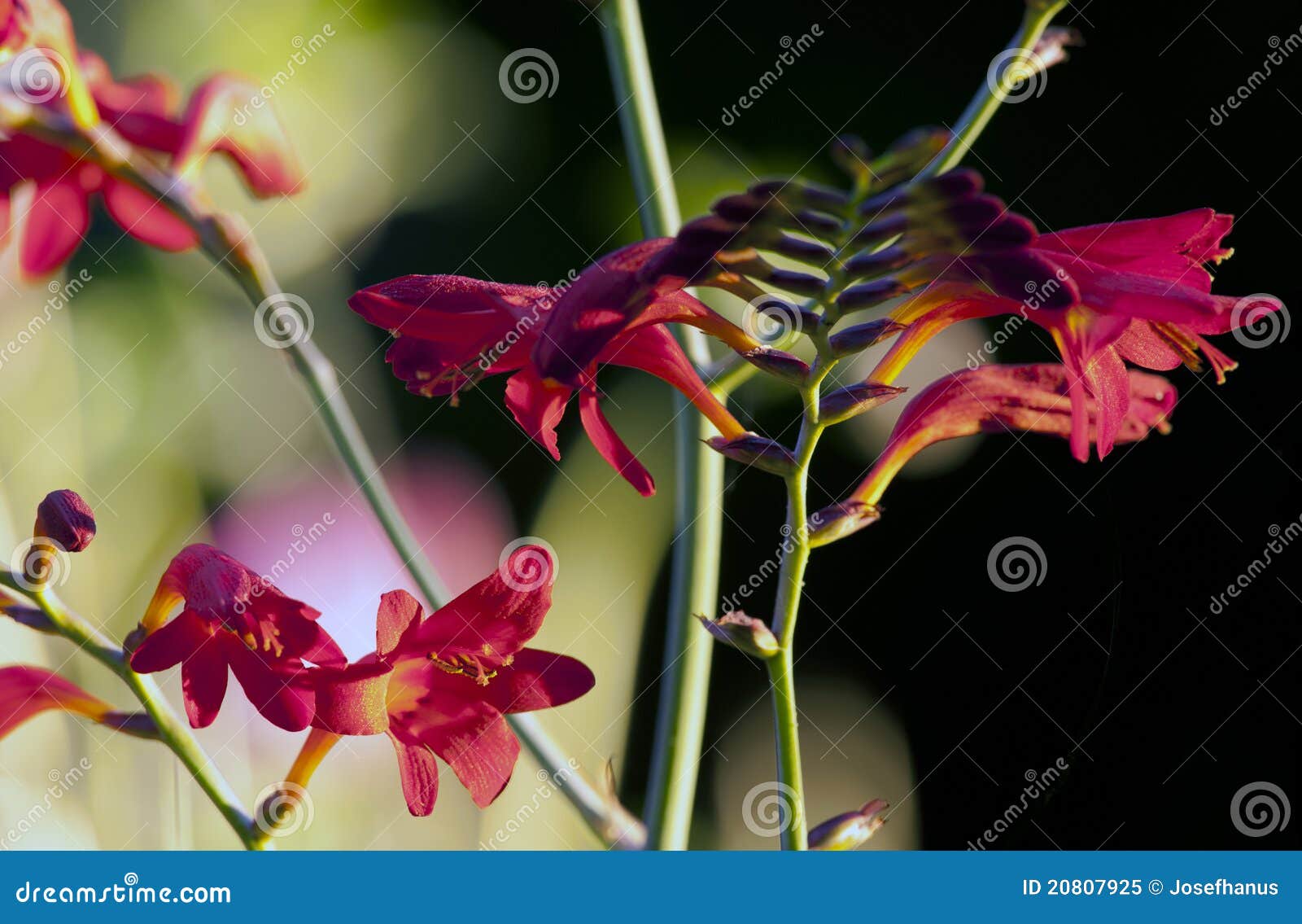 Crocosmia Lucifer Flower at Black Background Stock Image - Image of ...