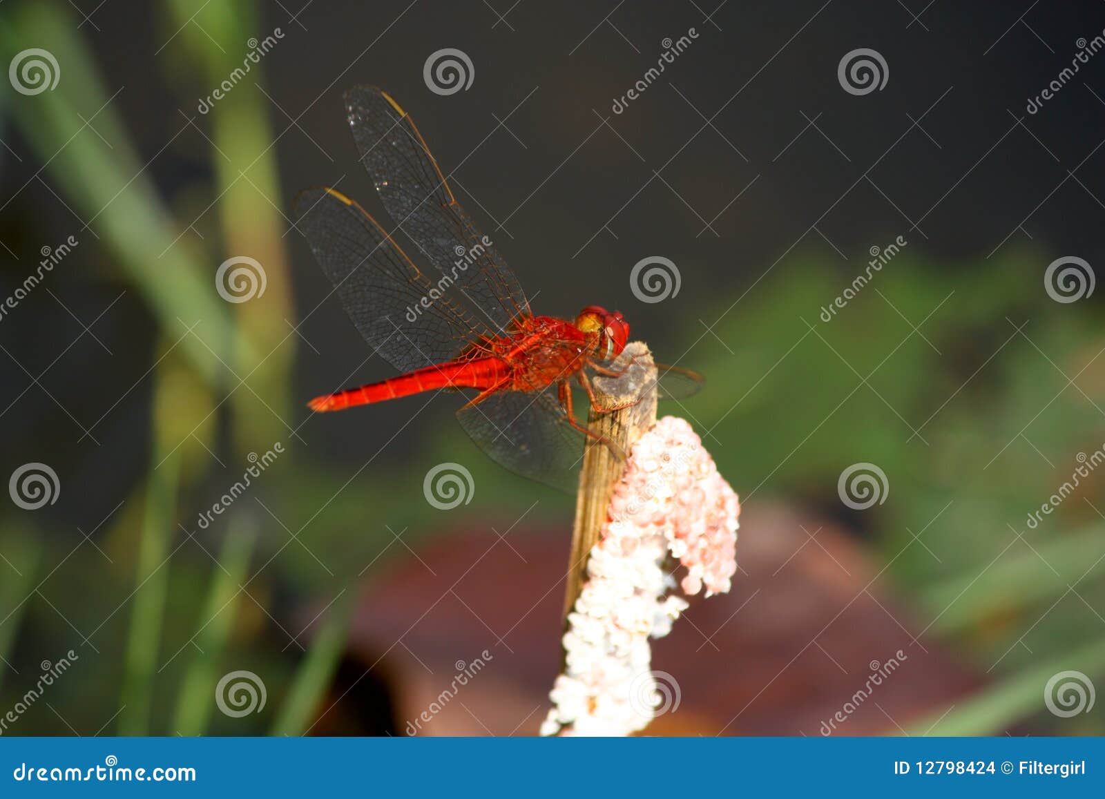 Crocothemis Servilia - Scarlet Skimmer Stock Photo - Image of servilia ...