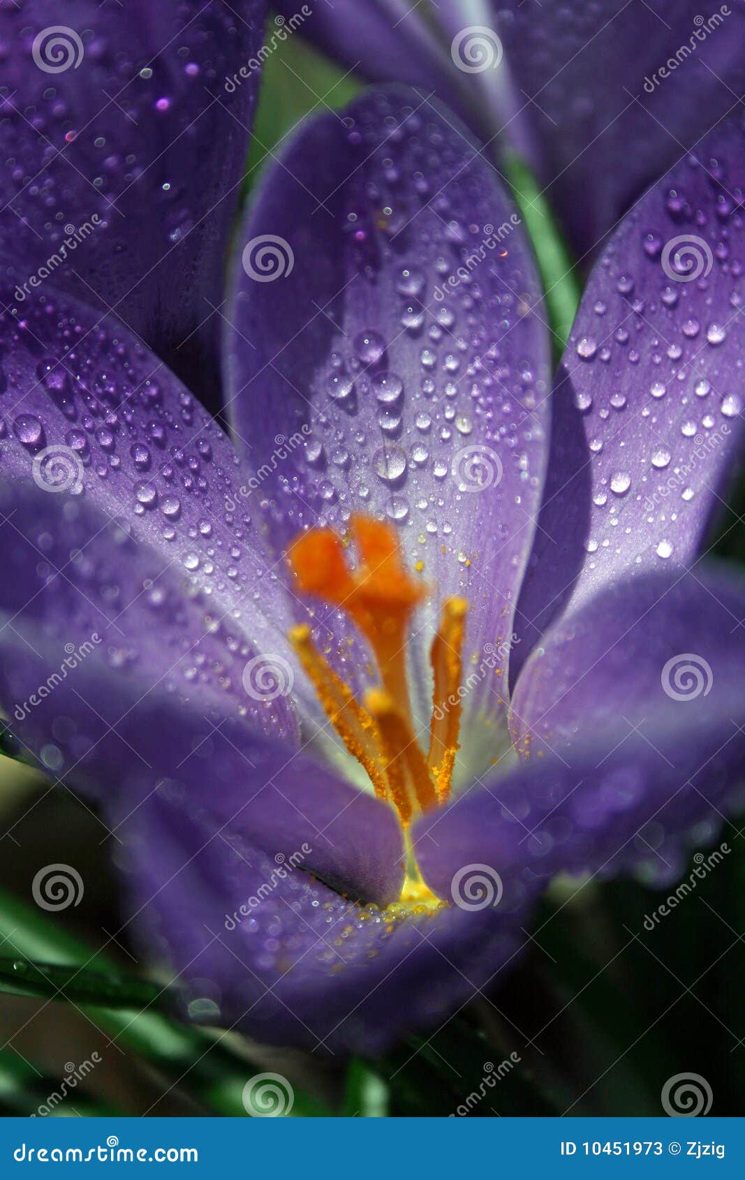 Crocus stock image. Image of botanical, macro, leaf, beauty - 10451973