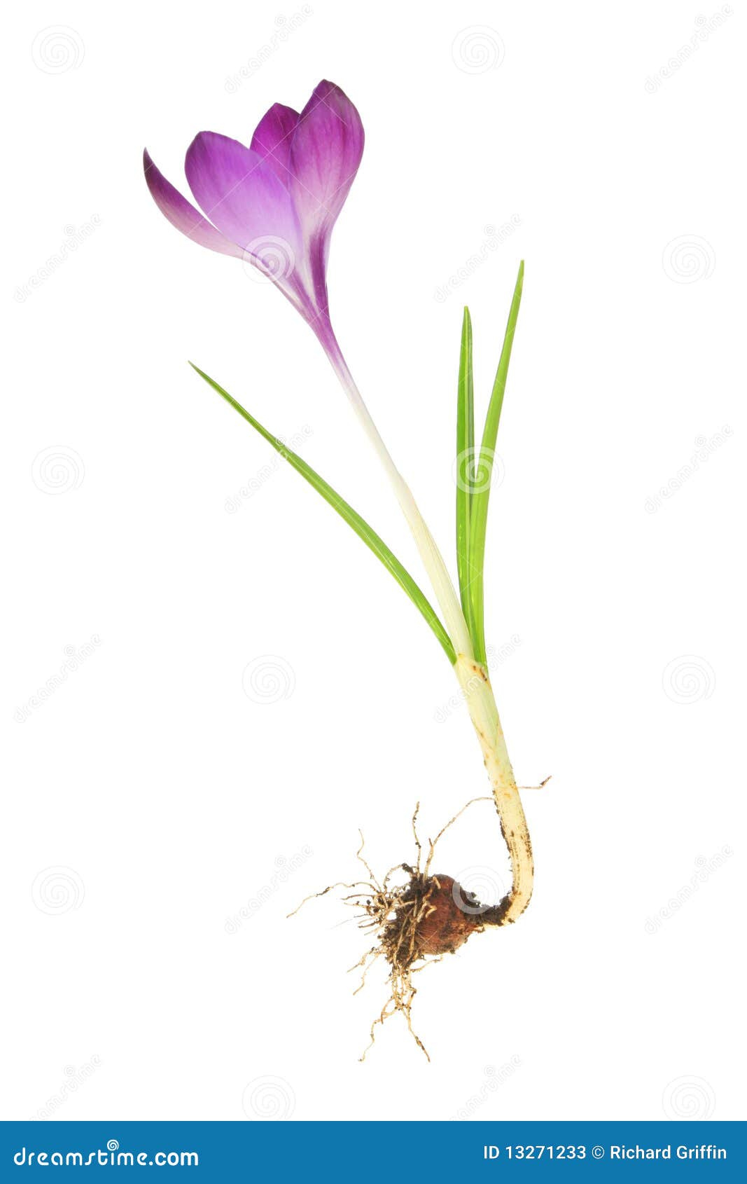 Crocus stock image. Image of plant, leaf, blossom, bloom - 13271233