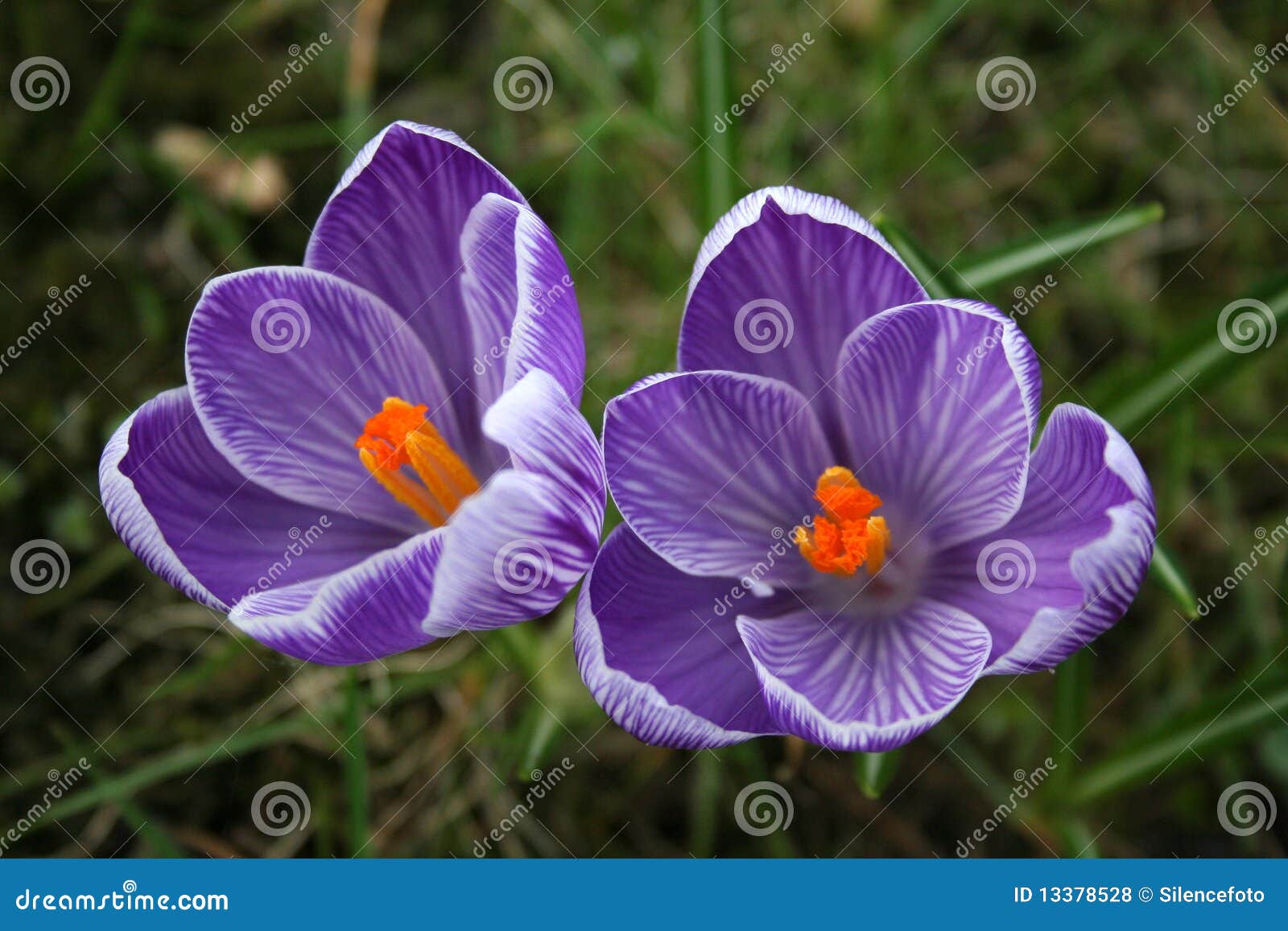 Purple Boomerang Stock Photos - Free & Royalty-Free Stock Photos from ...