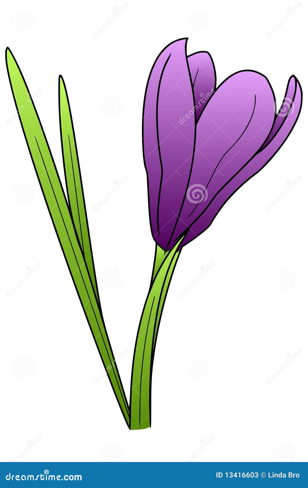 Crocus stock vector. Illustration of plant, blossom, garden - 13416603