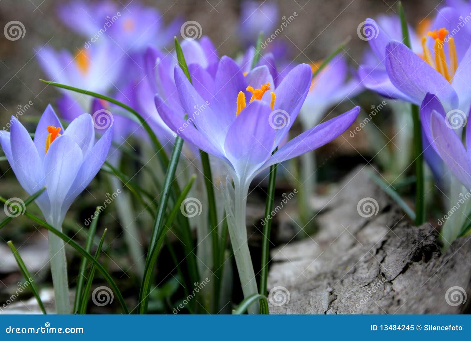 Crocus stock image. Image of lilac, bulbous, purple, spring - 13484245