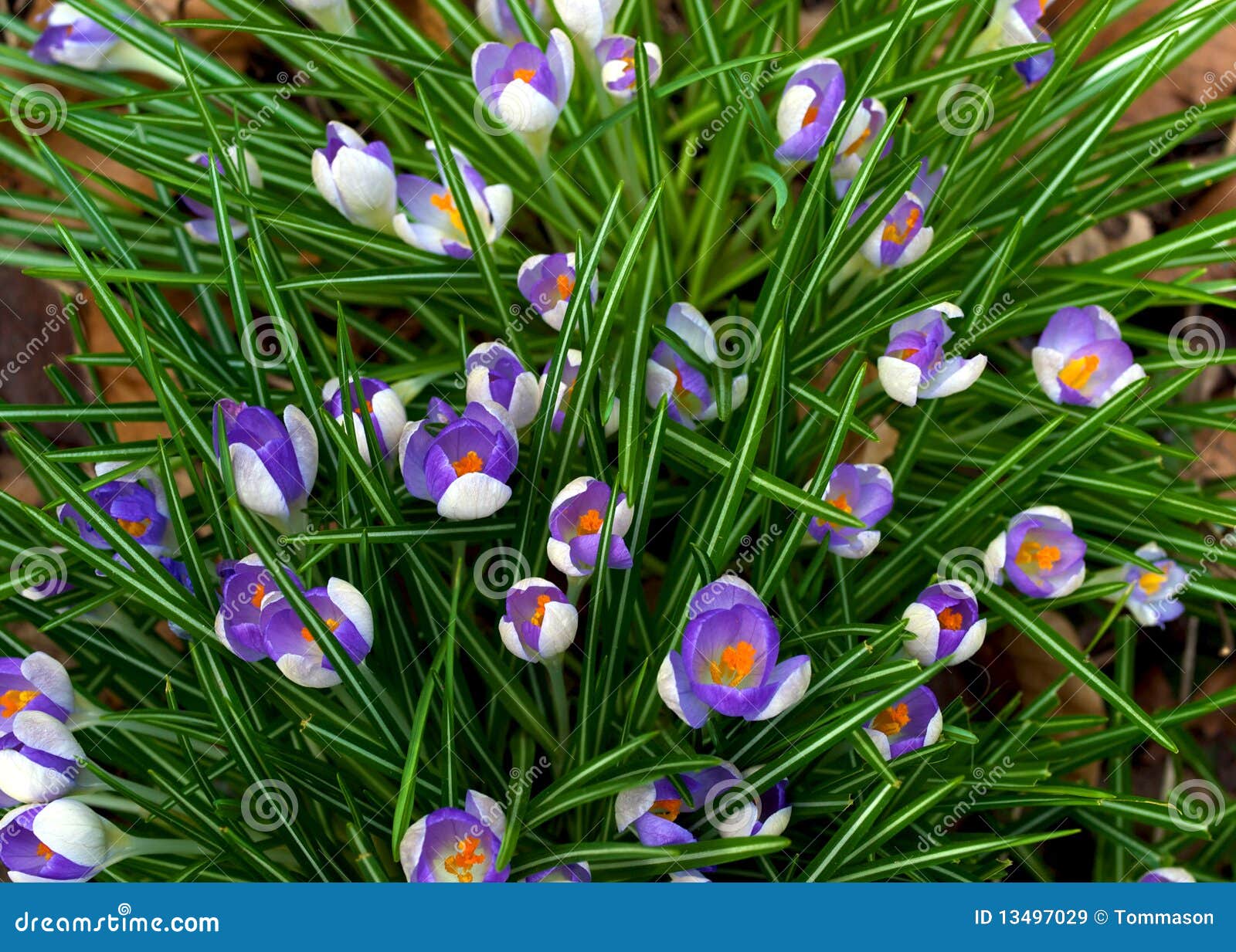 Crocus stock image. Image of season, nature, bloom, royalty - 13497029