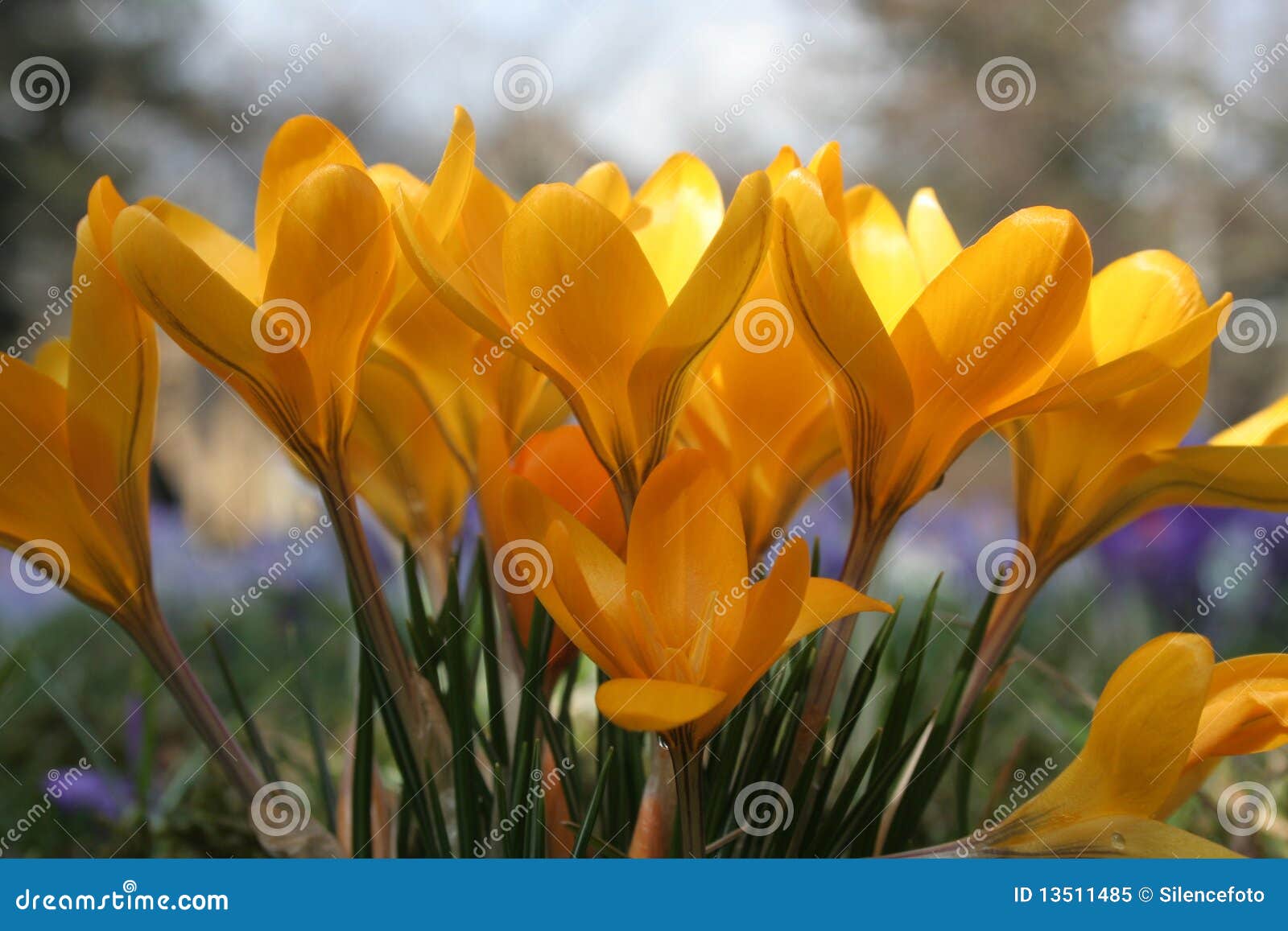 Crocus stock image. Image of onion, blossom, herald, easter - 13511485
