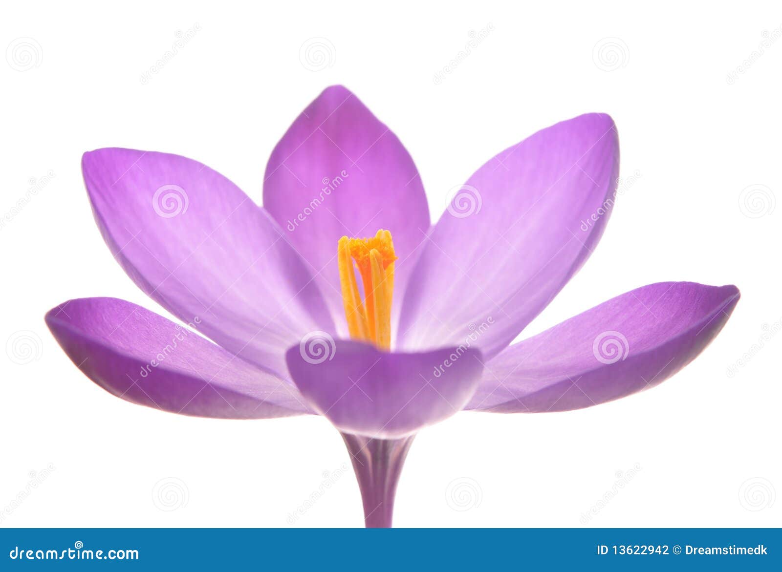 Crocus stock photo. Image of bloom, petals, floral, purple - 13622942
