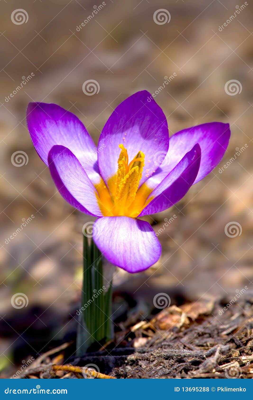 Crocus stock photo. Image of petal, color, flower, nature - 13695288