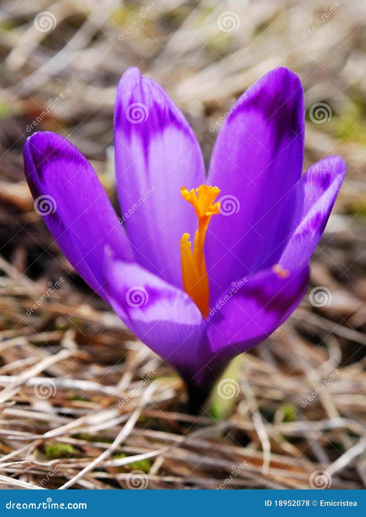 Crocus stock photo. Image of macro, flowers, flora, crocuses - 18952078