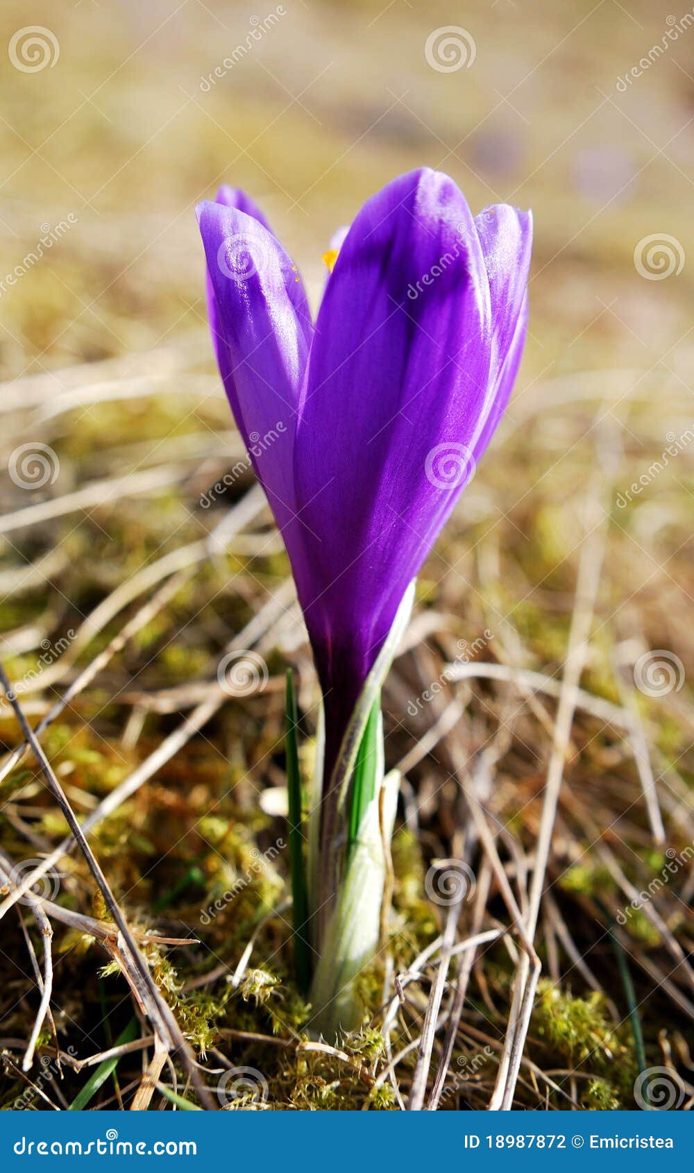 Crocus stock photo. Image of flora, mountain, flowers - 18987872