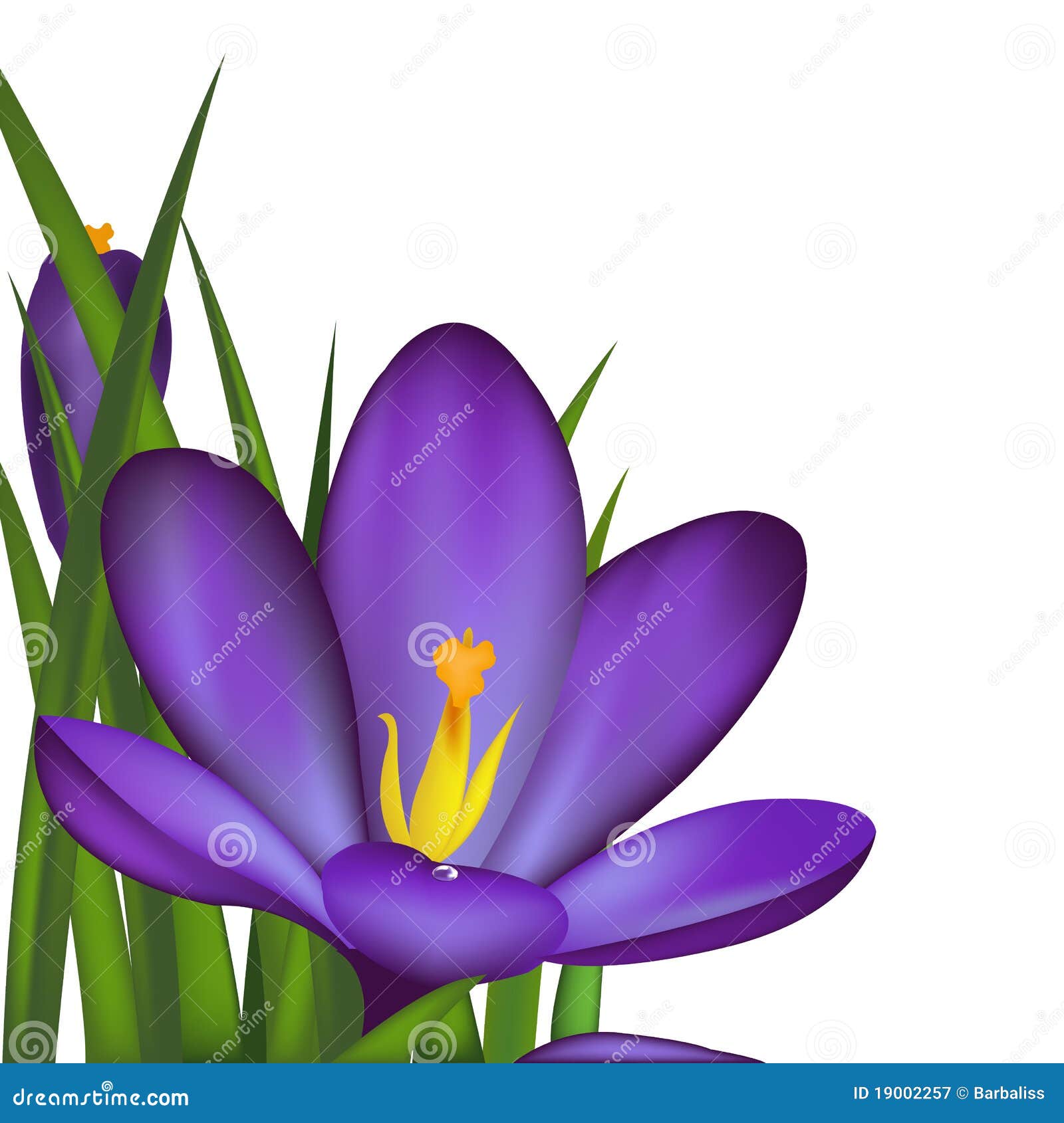 Crocus stock vector. Illustration of blooming, freeze - 19002257