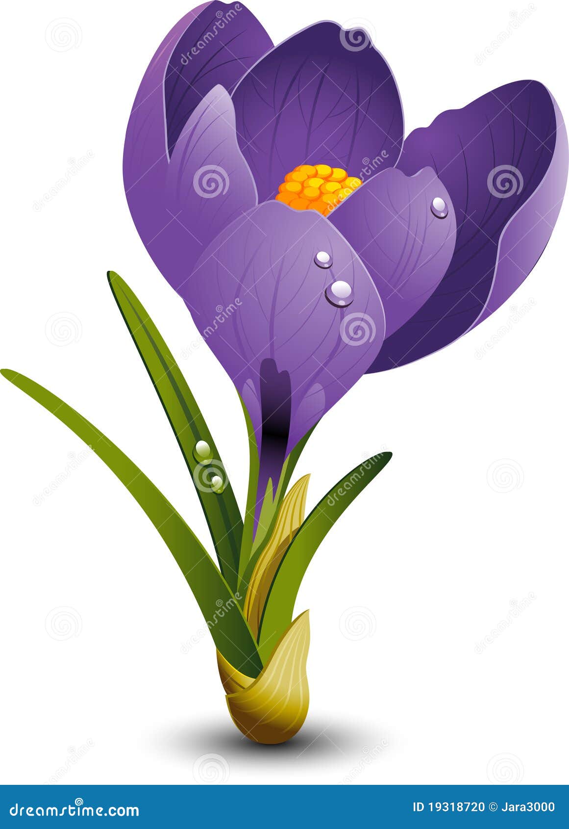 Crocus stock vector. Illustration of blooming, vegetation - 19318720