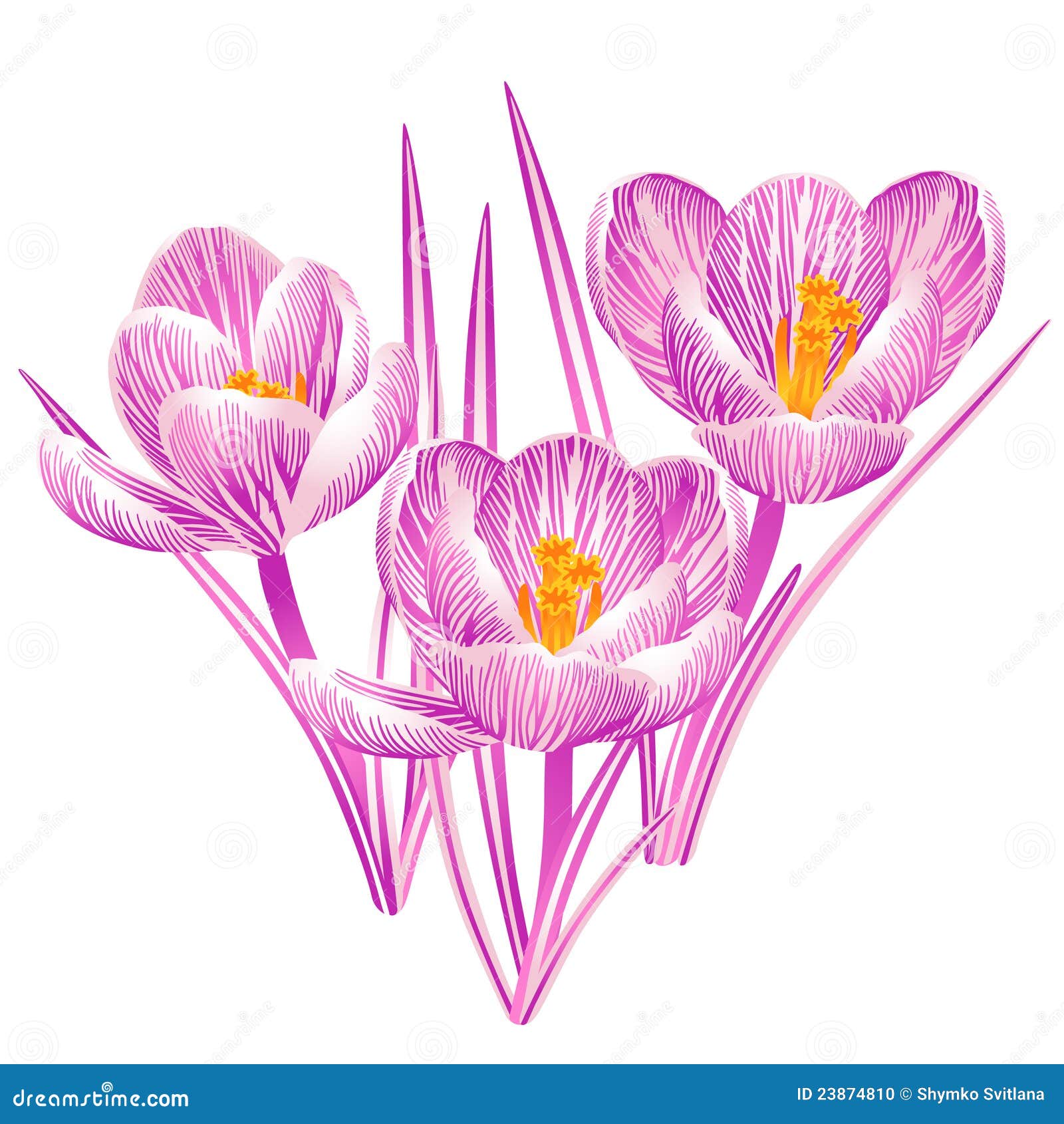 Crocus stock vector. Illustration of leaves, flowerpot - 23874810