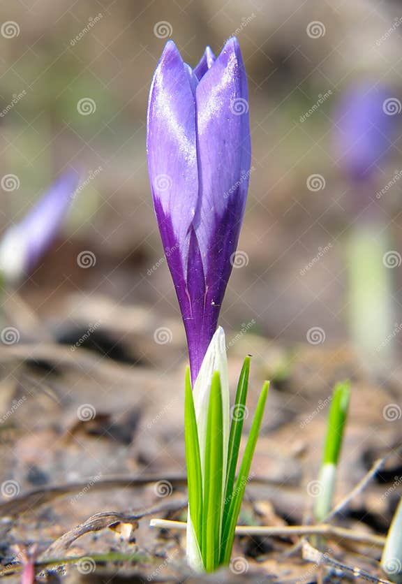 Crocus stock image. Image of beauty, focus, plant, crocus - 273039
