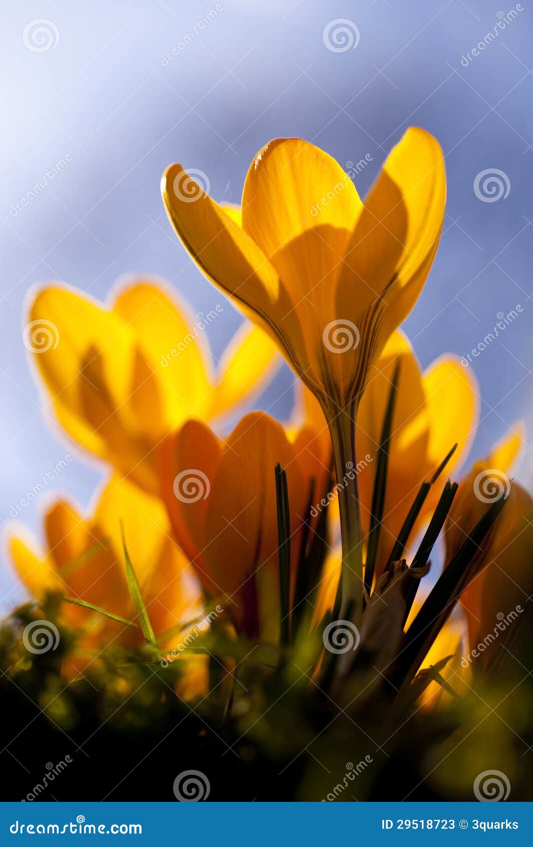 Crocus stock image. Image of purple, frog, bloom, colorful - 29518723