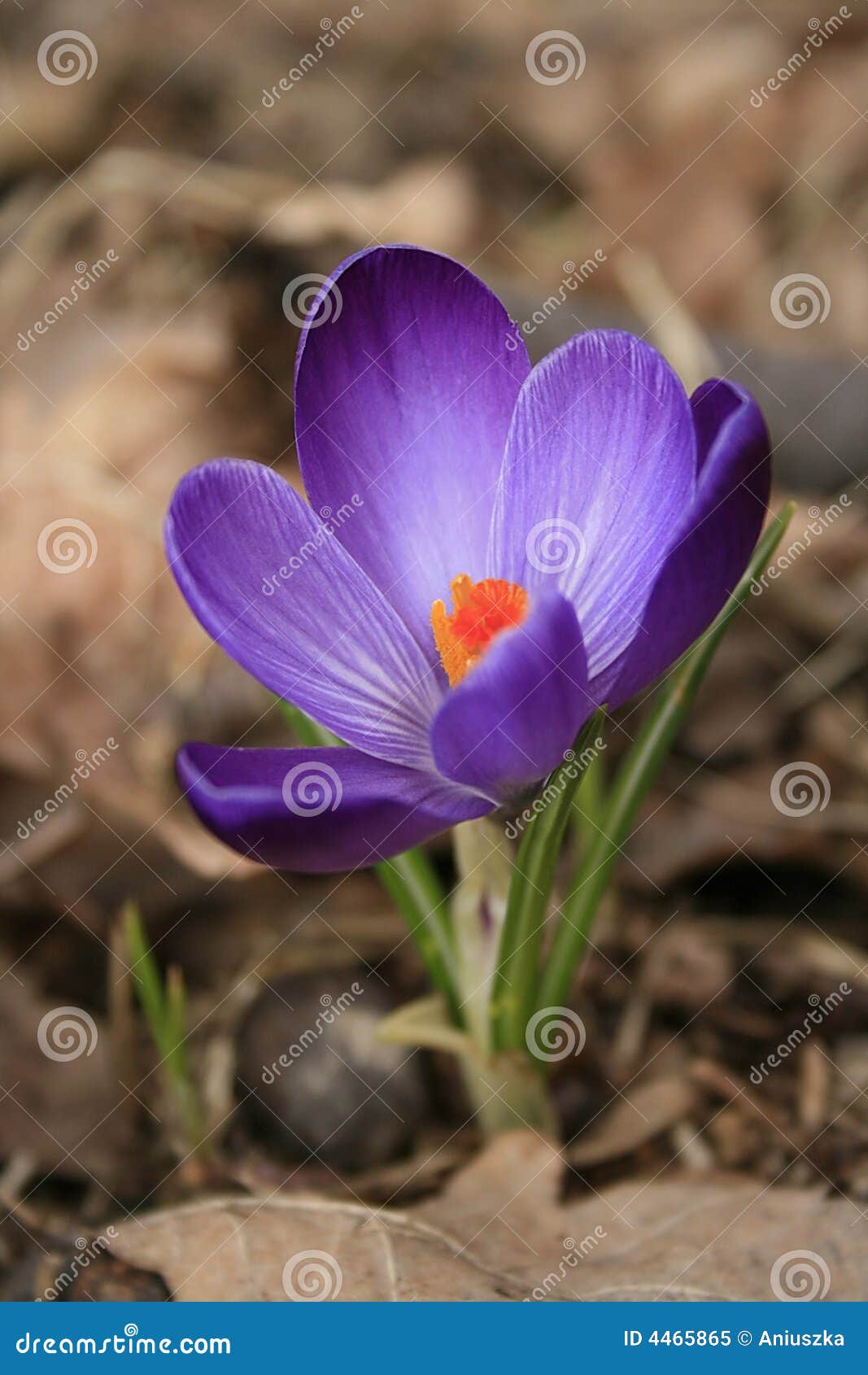 Crocus stock image. Image of plant, leaf, color, spring - 4465865