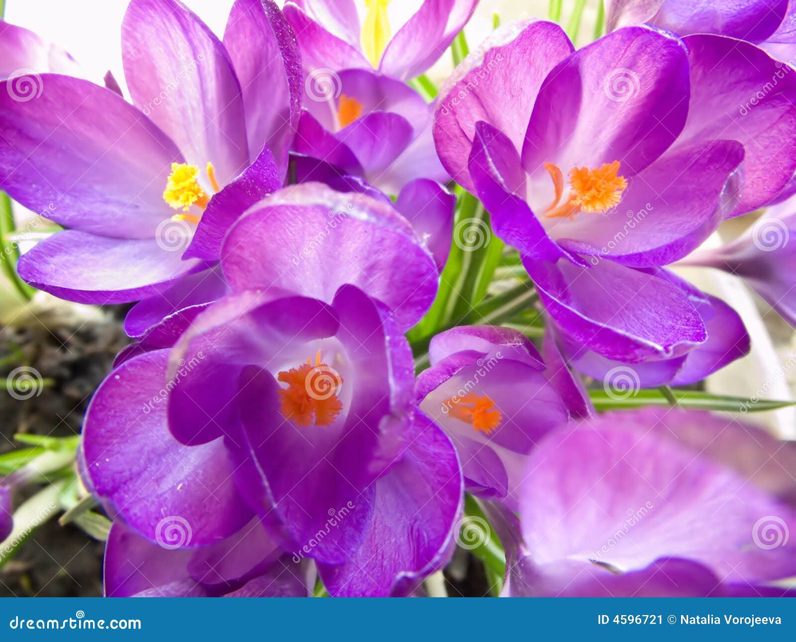 Crocus stock image. Image of leaf, clearness, background - 4596721