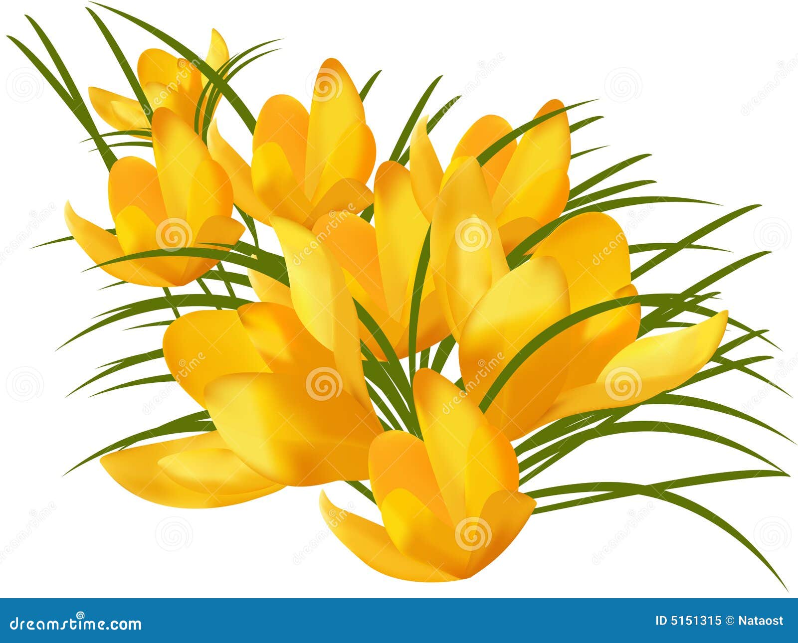 Crocus stock vector. Illustration of nature, yellow, vector - 5151315
