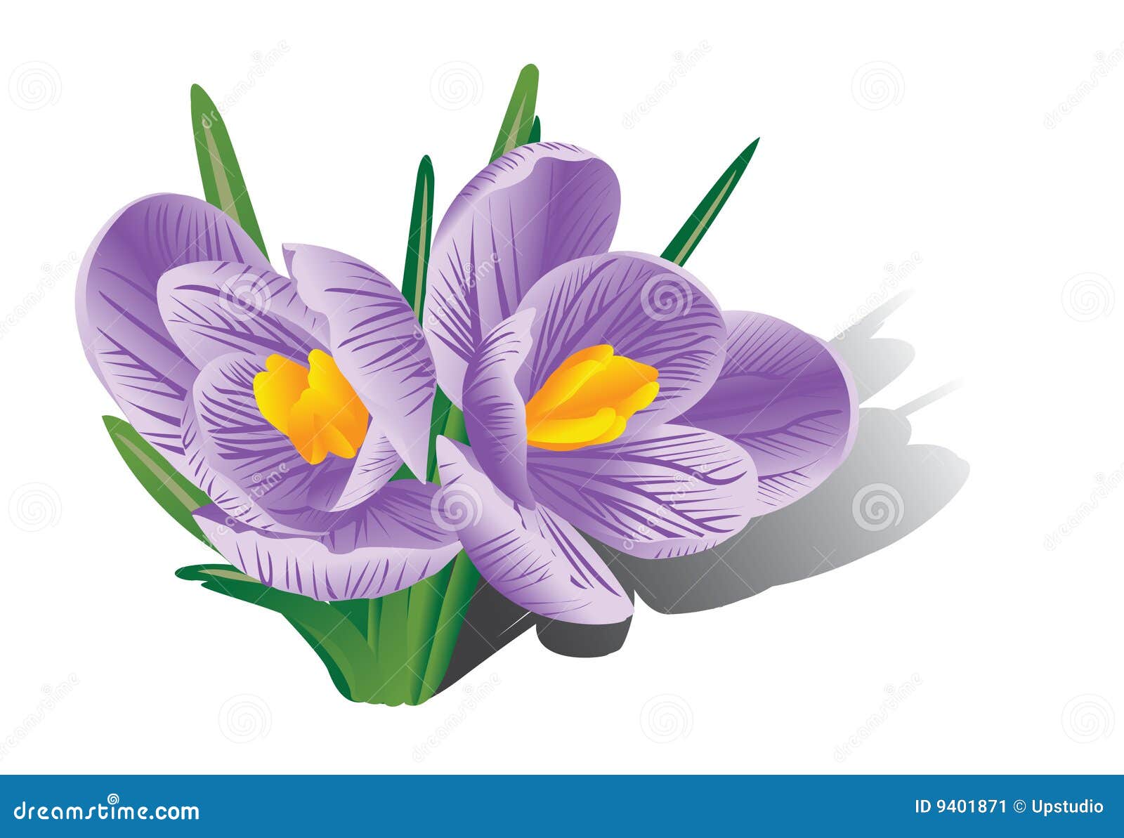 Crocus stock vector. Illustration of three, primrose, flora - 9401871