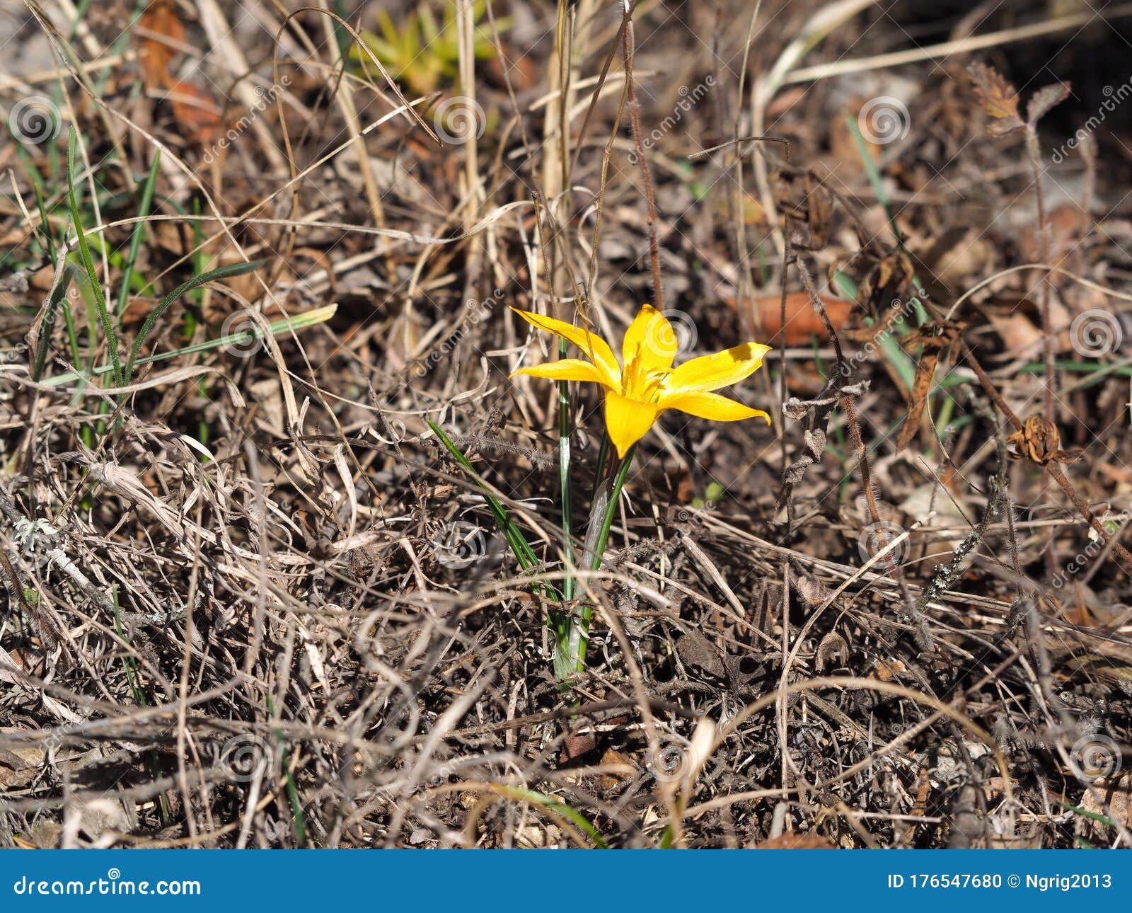 Crocus Angustifolius Plant from the Iris Family Stock Photo - Image of ...