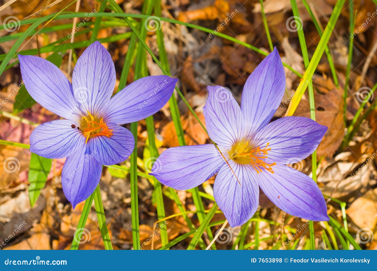 3,266 Crocus Wood Photos - Free & Royalty-Free Stock Photos from Dreamstime