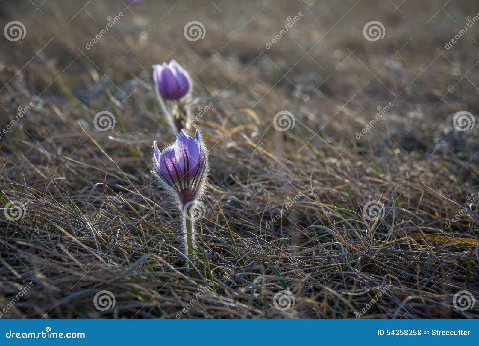 Crocus stock photo. Image of badlands, island, beautiful - 54358258