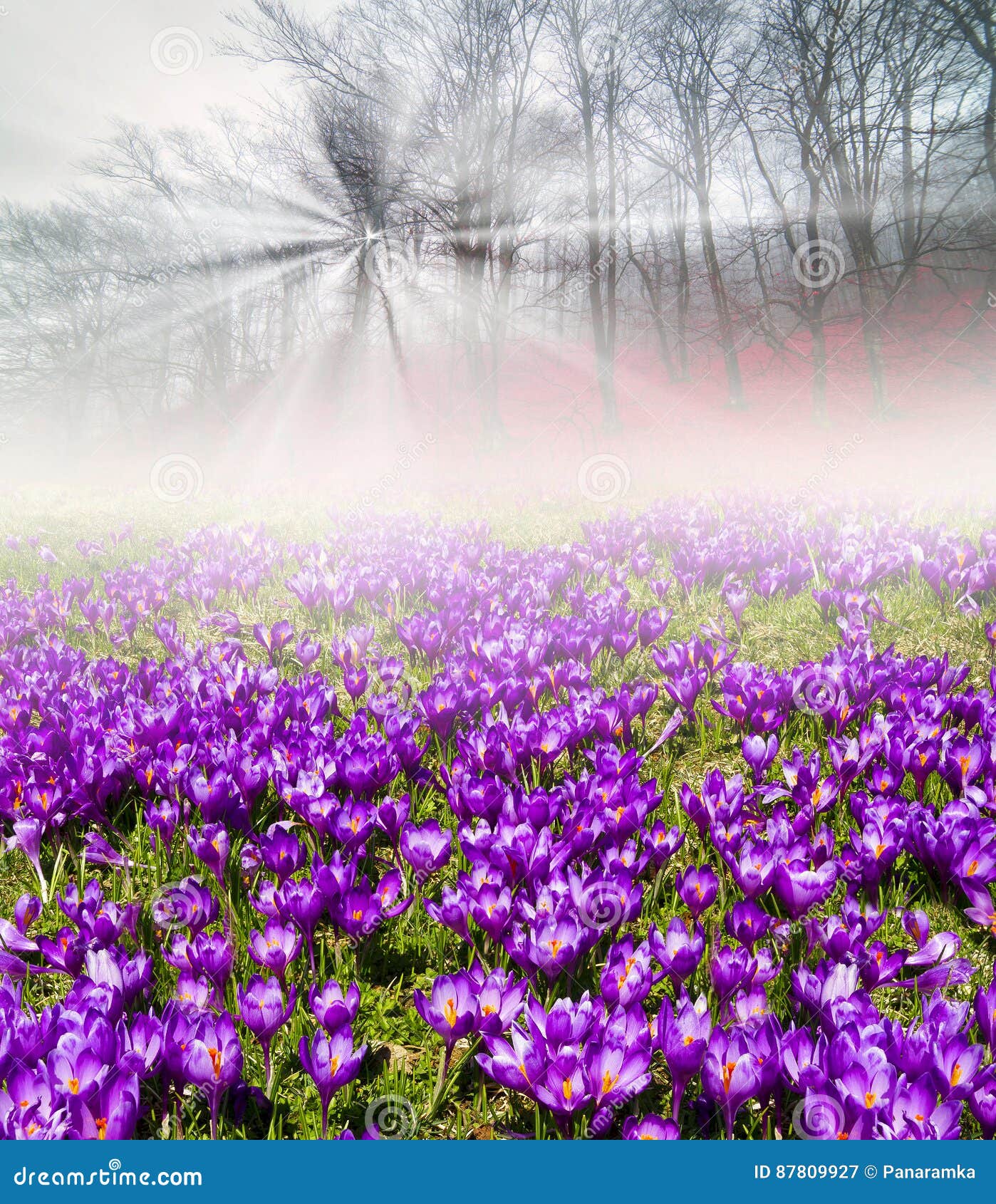 Crocus in beech forest stock image. Image of colorful - 87809927