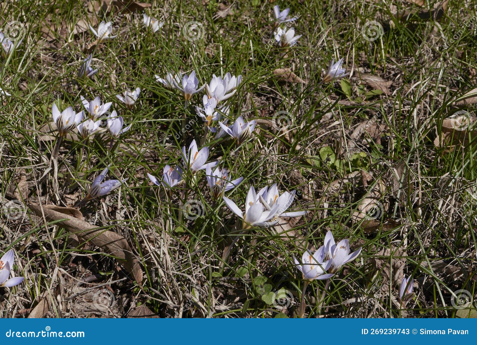 Crocus biflorus in bloom stock image. Image of lilac - 269239743