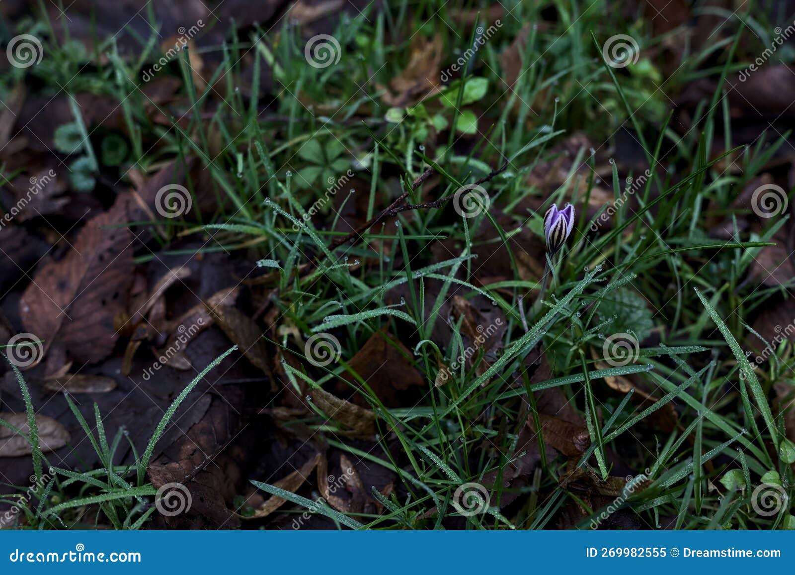 Crocus Biflorus with Grass and Foliage Seen Up Close Stock Image ...
