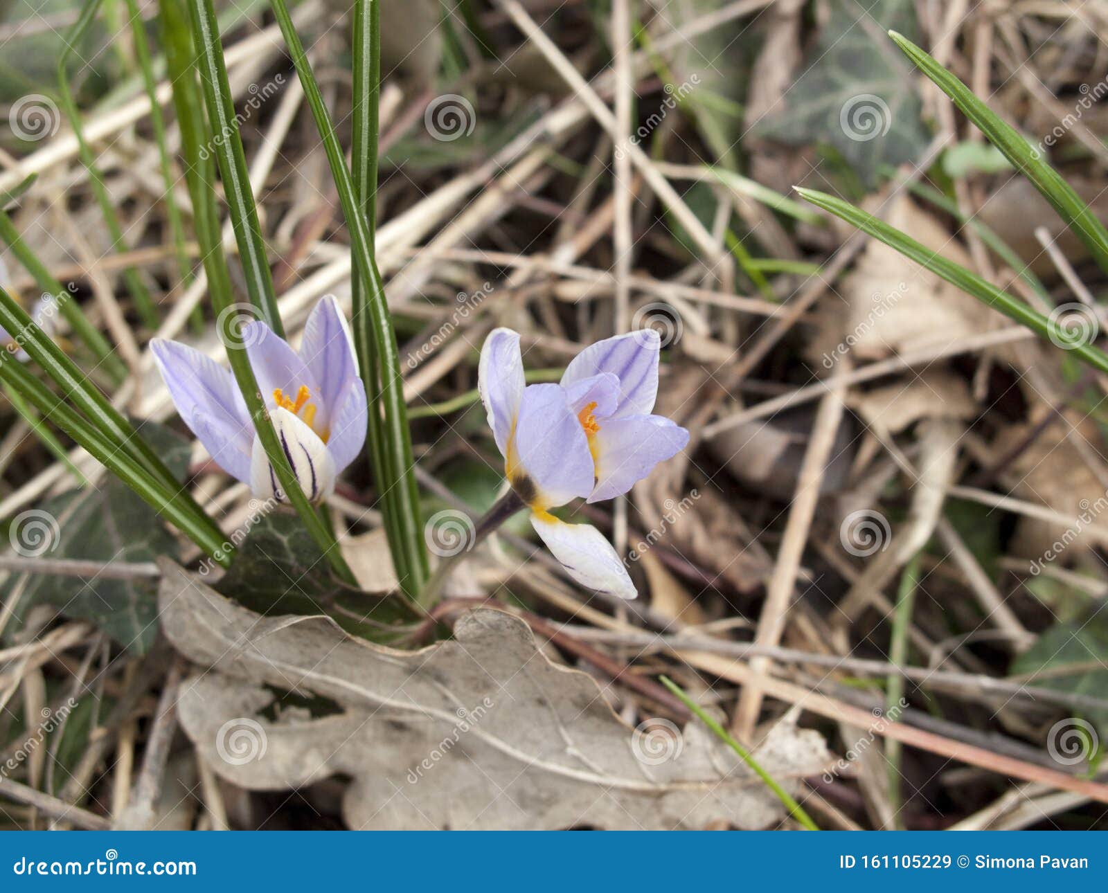 Violet Flowers of Crocus Biflorus Stock Image - Image of green, nature ...