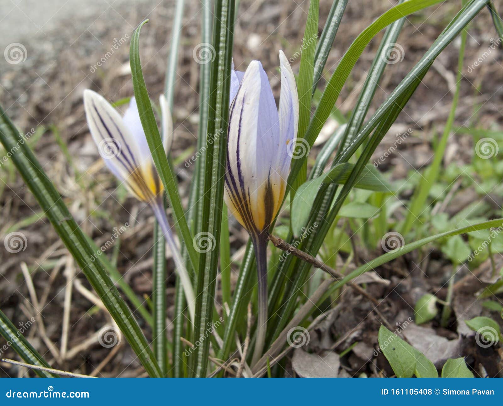 Violet Flowers of Crocus Biflorus Stock Photo - Image of botanical ...