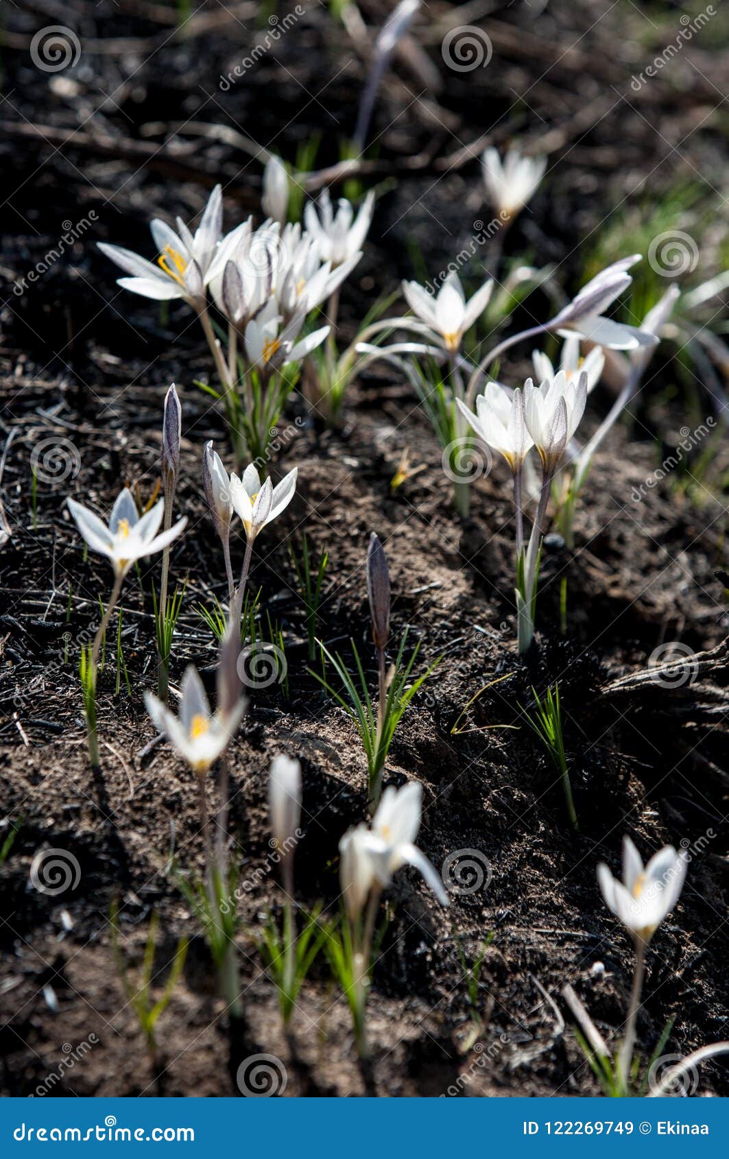 Crocus blanc, perce-neige image stock. Image du jardinage - 122269749