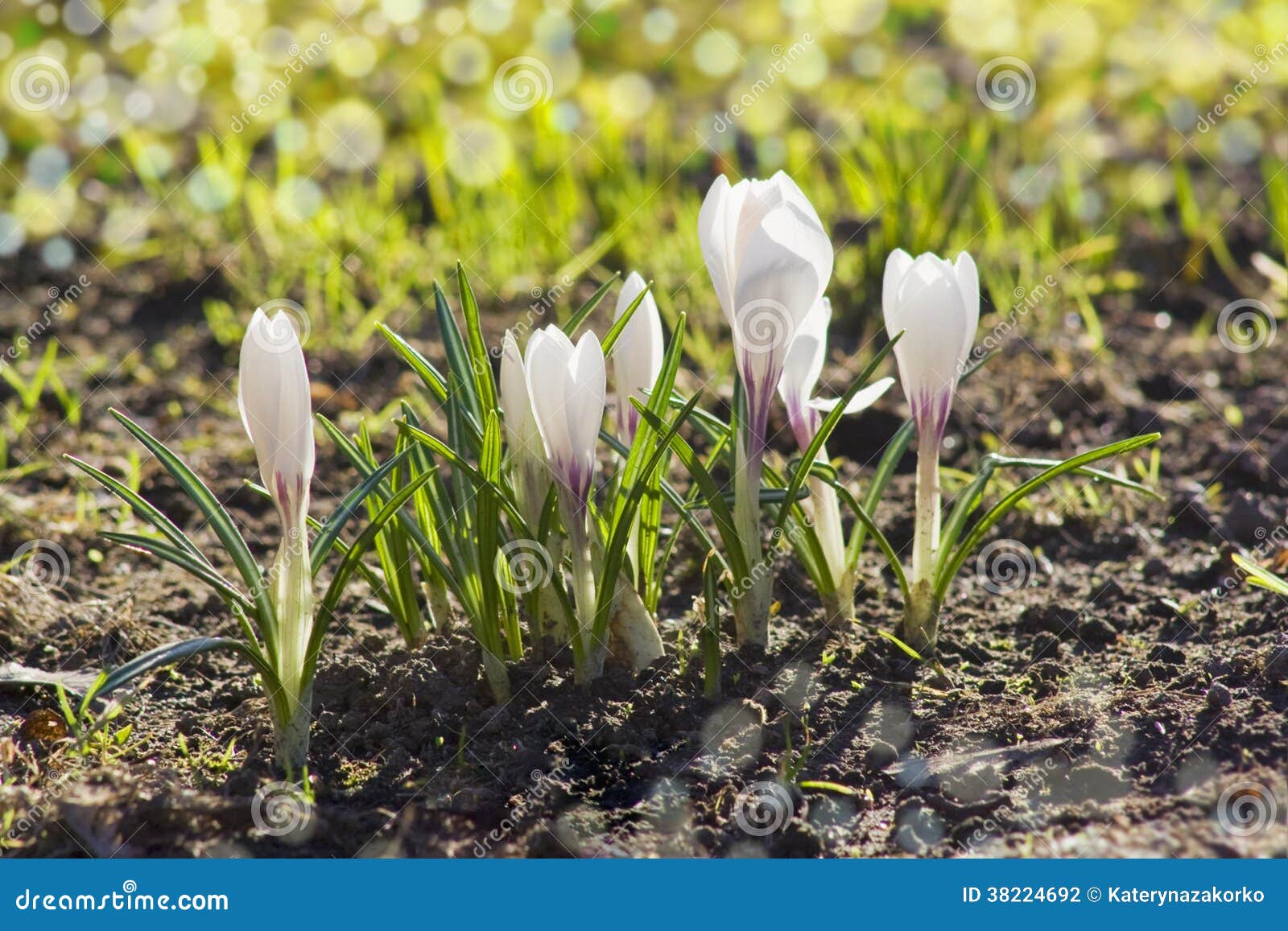 Crocus blancs photo stock. Image of fleurs, saleté, bouquet - 38224692
