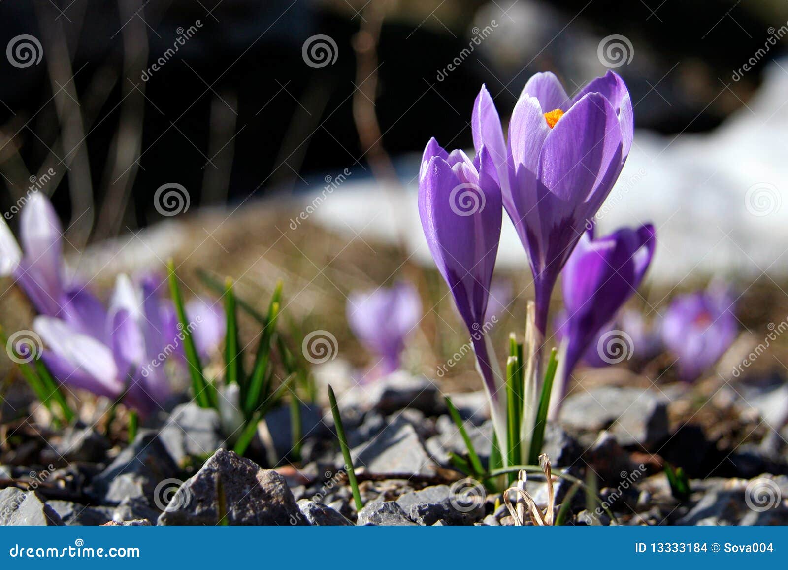 Crocus bloom stock photo. Image of blossom, sunlight - 13333184