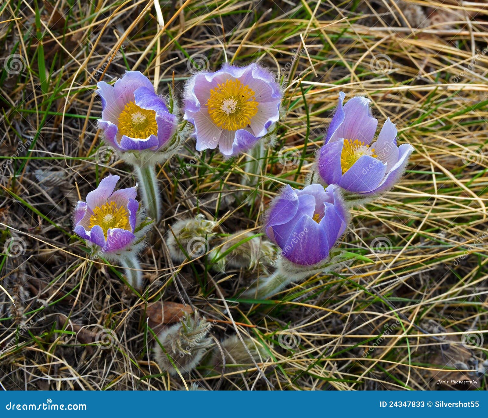 Crocus in bloom stock image. Image of manitoba, canada - 24347833