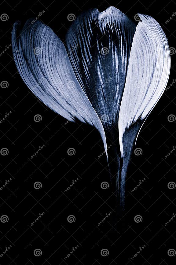 Crocus stock image. Image of structure, crocus, black - 40772855