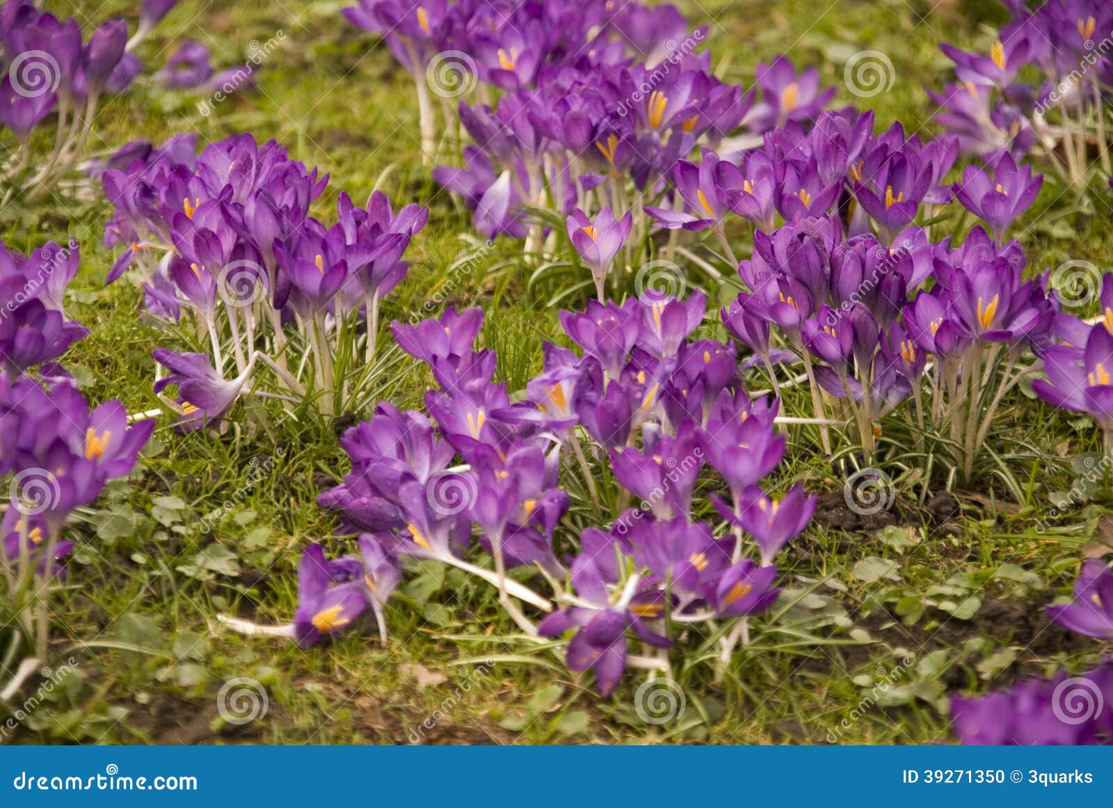 Crocus stock photo. Image of crocuses, flowers, brilliance - 39271350