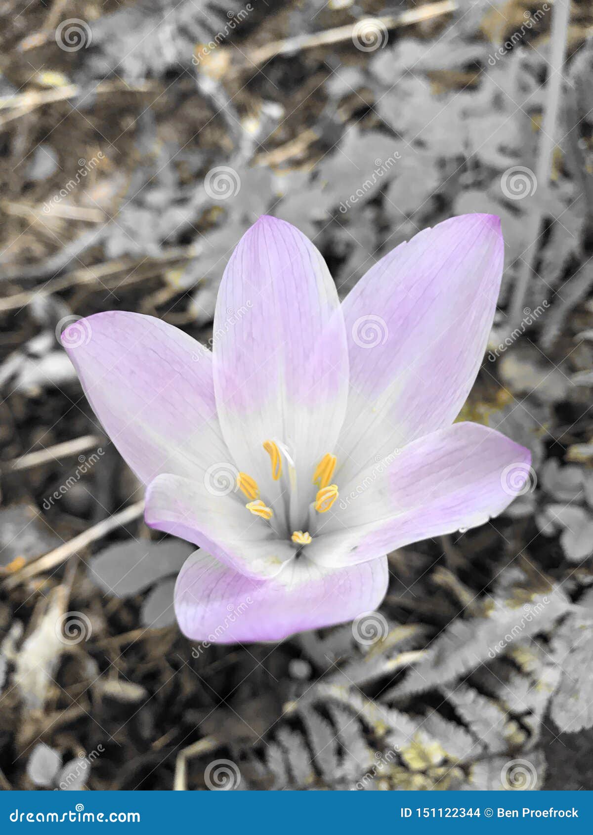 Crocus in bloom stock photo. Image of crocus, nature - 151122344