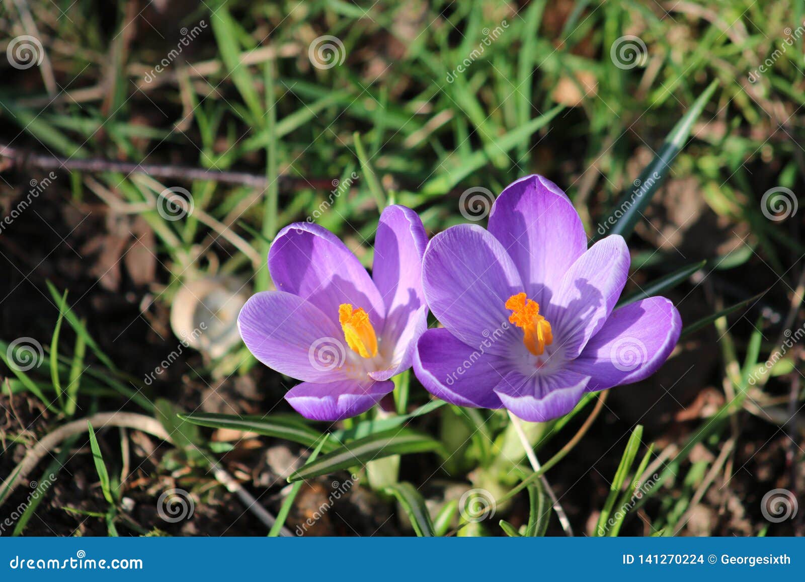 Crocus in Bloom, Purple Petals and Yellow Stamens Stock Photo - Image ...