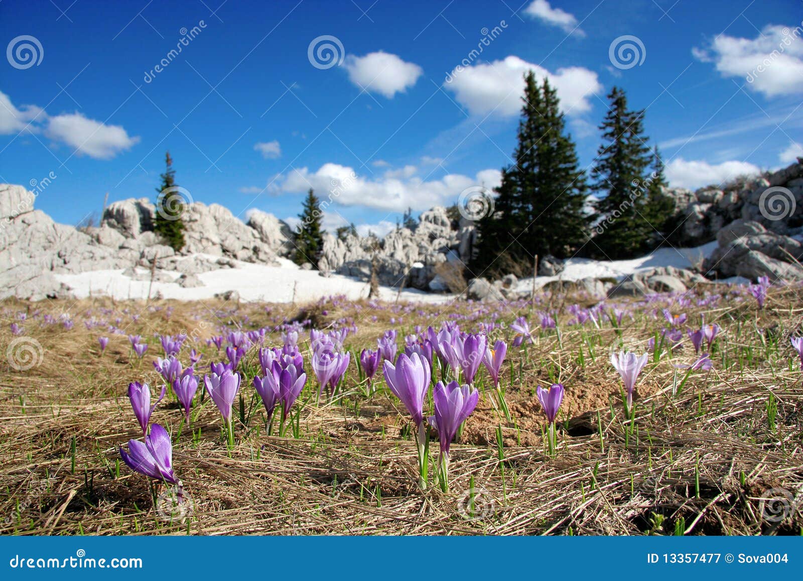 Crocus bloom at spring stock image. Image of border, frosted - 13357477